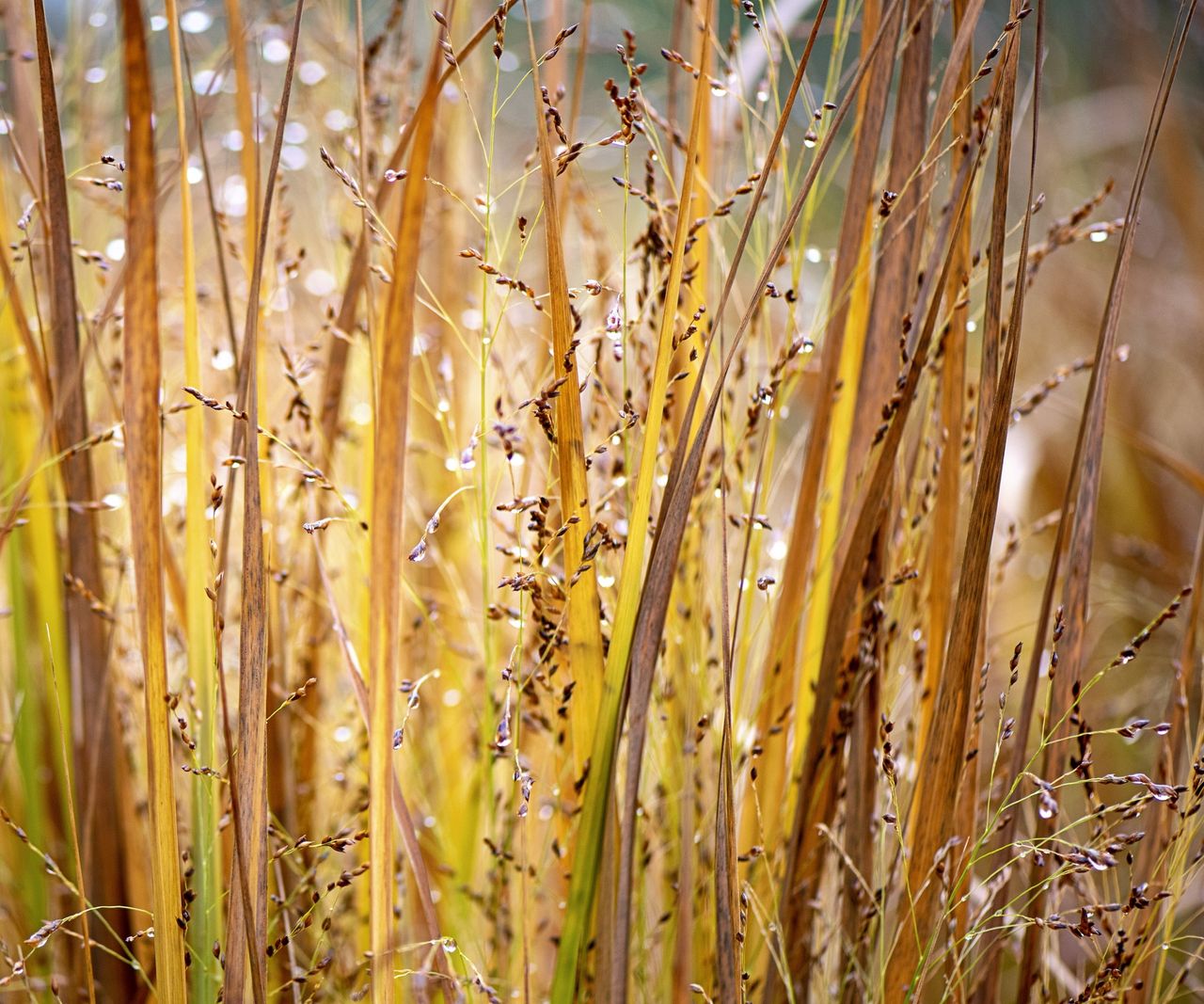 What are ditch plants? The invincible perennials you need | Homes and ...