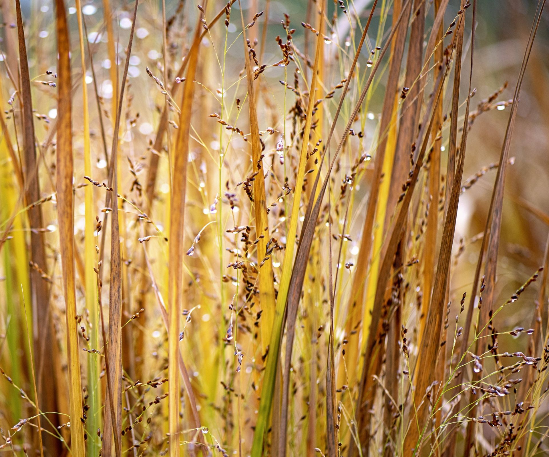 What are ditch plants? The invincible perennials you need | Homes and ...