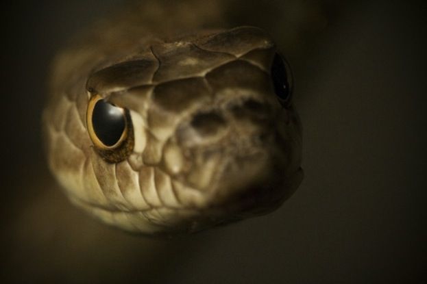Snakes Control Blood Flow to Boost Vision | Live Science