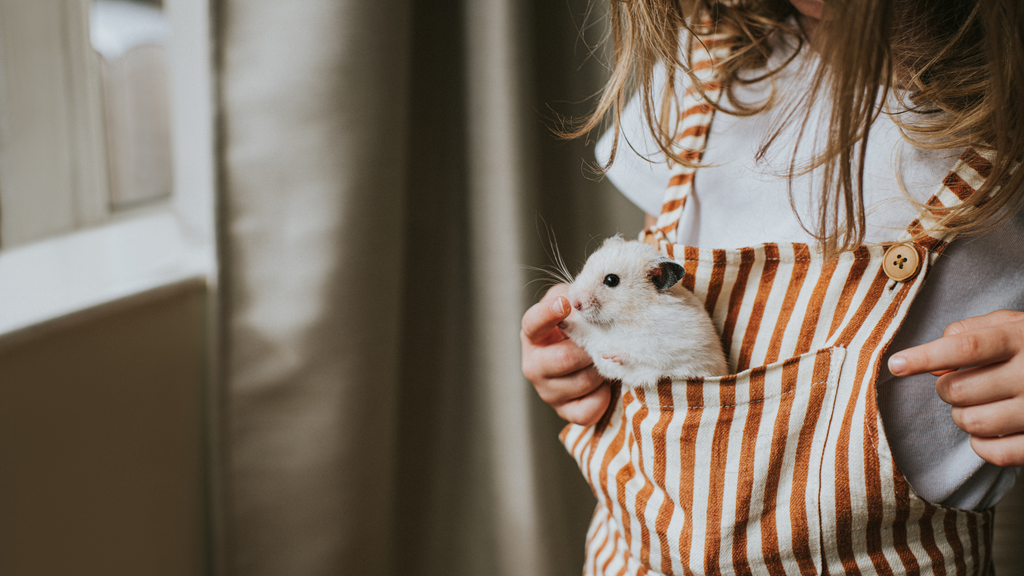How long do hamsters live? Life cycle of a domestic hamster | PetsRadar