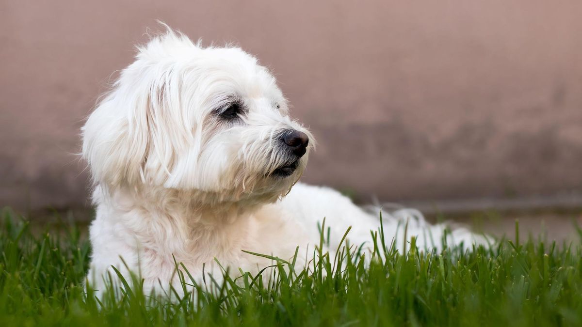 Weird things that dogs do that are actually completely normal | PetsRadar