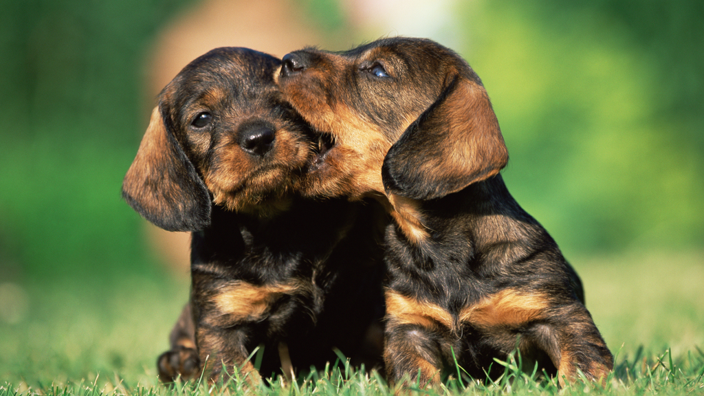 Why is my dog play biting me? An expert reveals the reason and how to ...