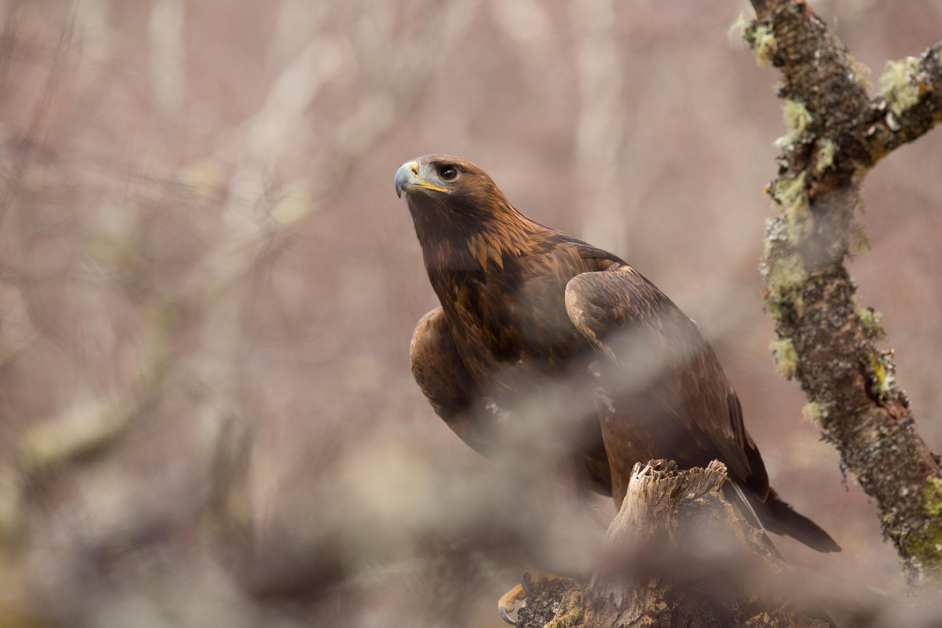 The golden eagle: One of the Great British public's favourite birds of ...