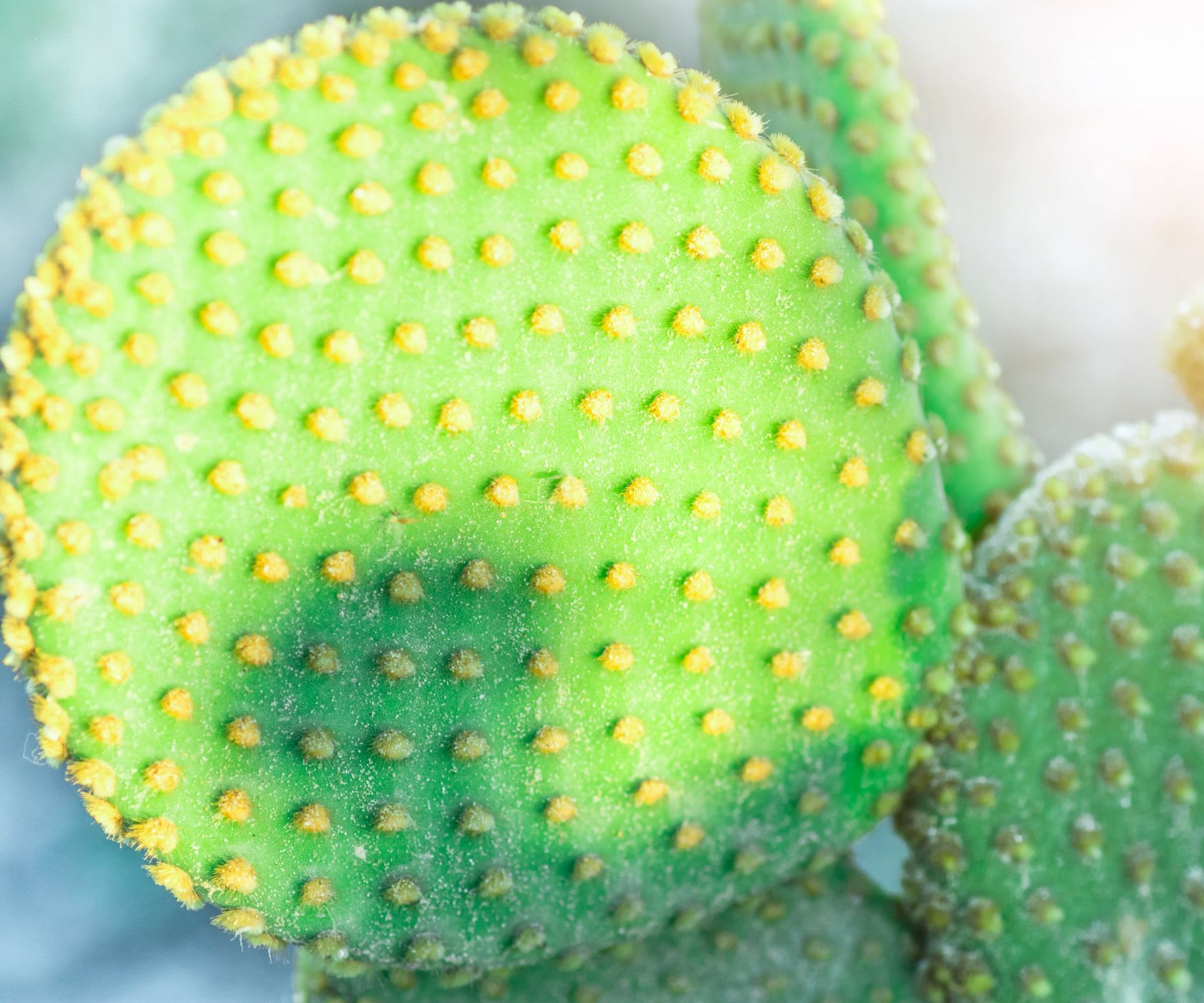 Bunny Ear Cactus: How To Grow This Adorable Desert-Dweller | Gardening ...