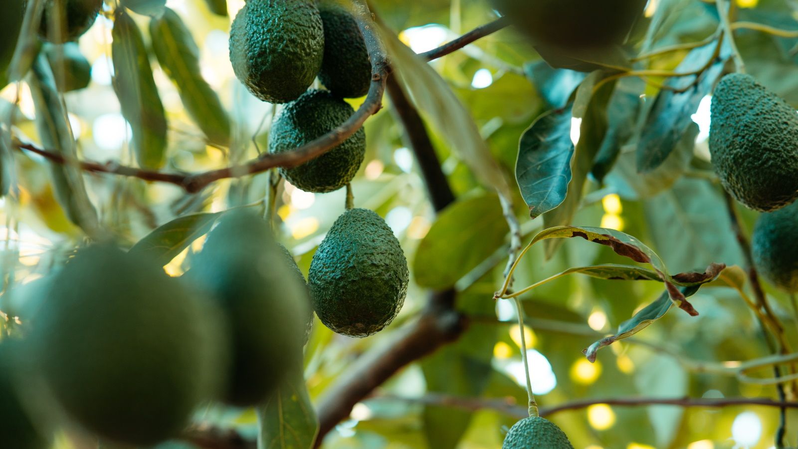 How to get an avocado tree to fruit: 3 expert tips | Homes and Gardens