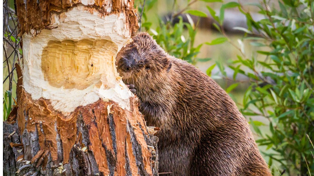 'Unusual' beaver die-off in Utah caused by 'rabbit fever,' which can ...