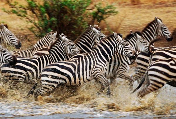 Quest for Survival: Photos of Incredible Animal Migrations | Live Science