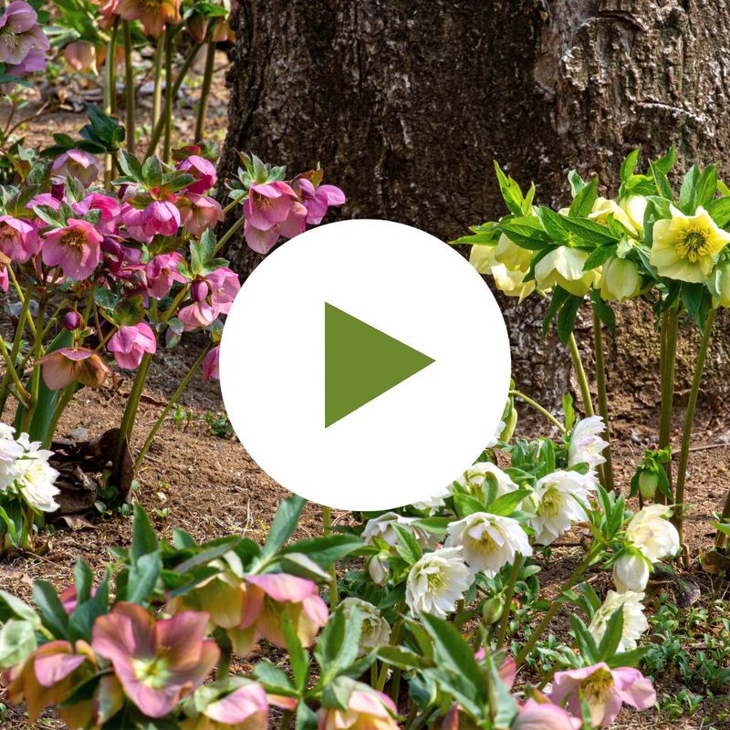 Tips & Information about Trees | Gardening Know How