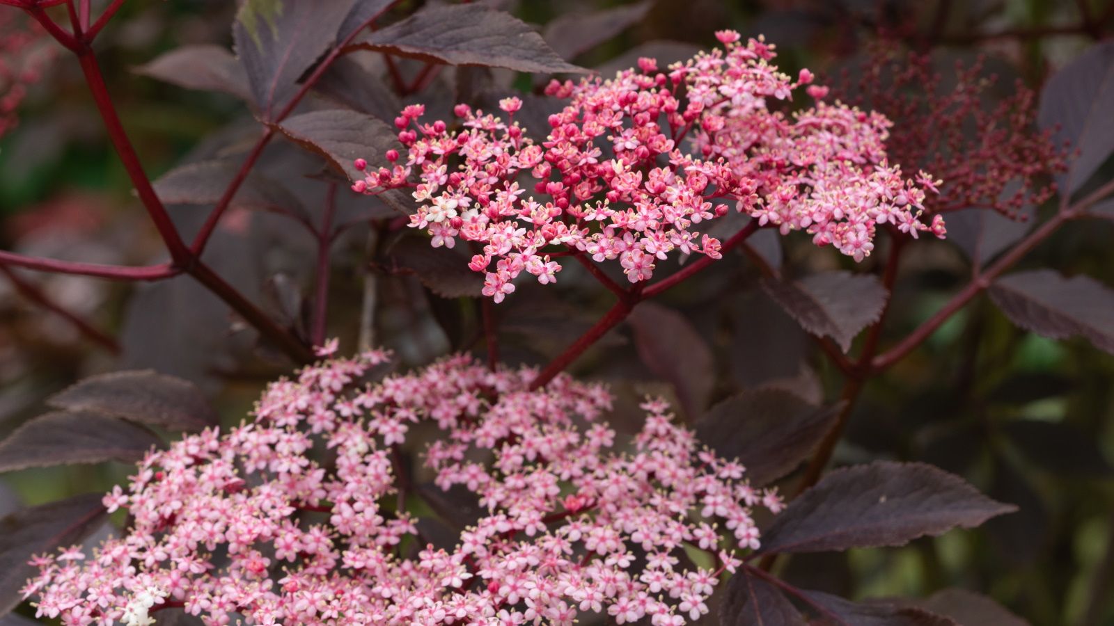 Best shrubs with dark foliage: top plants with purple leaves | Homes ...