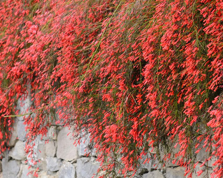Plants for retaining walls: 12 ways to brighten your boundary ...