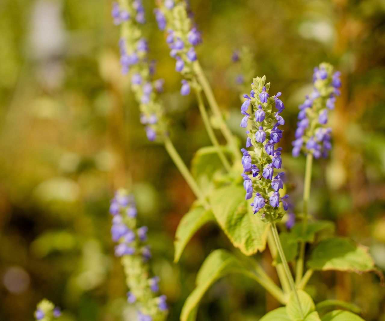 How to grow chia seeds: tips for growing chia plants at home | Homes ...