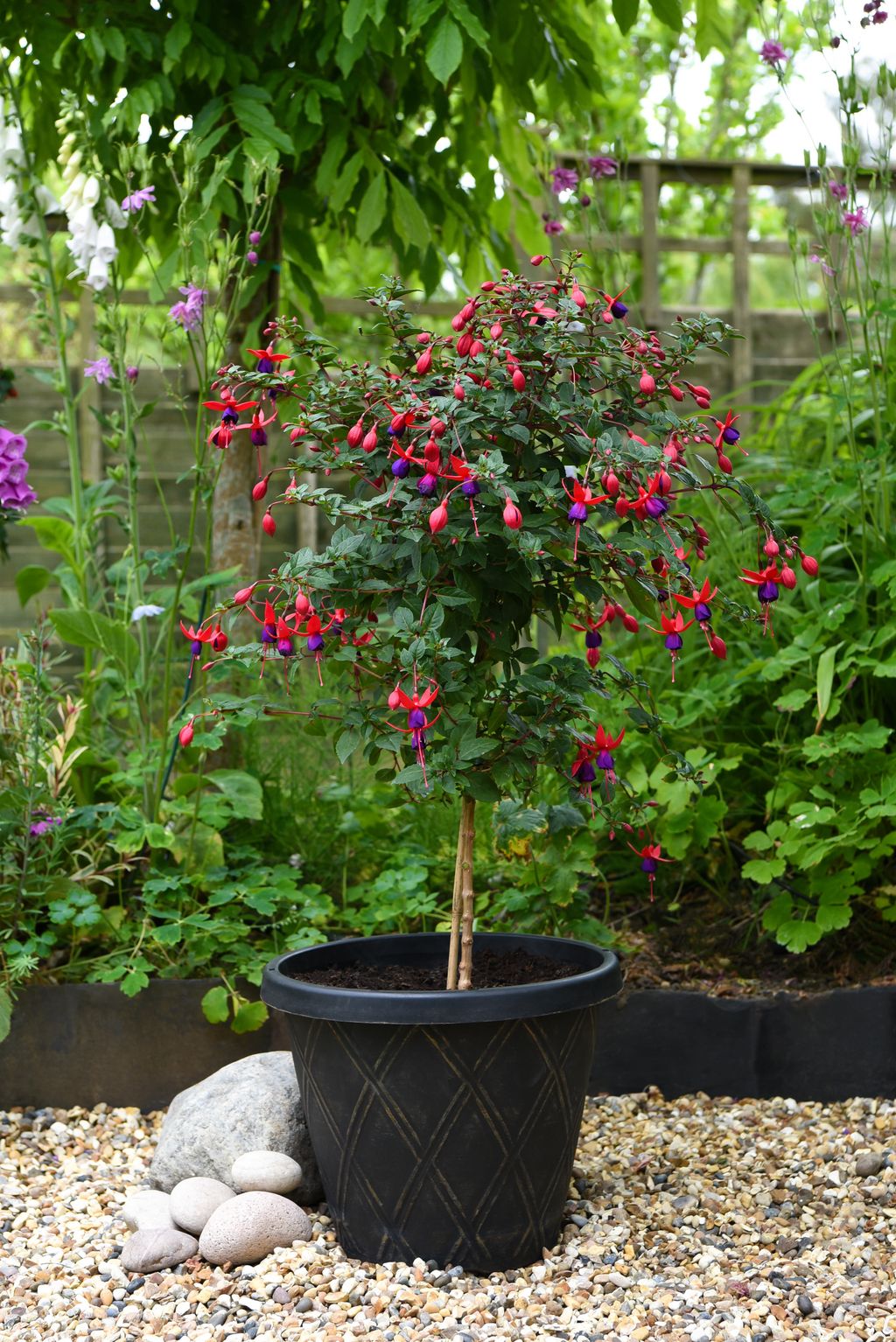 How to grow fuchsias: make them the centrepiece of your borders, pots ...