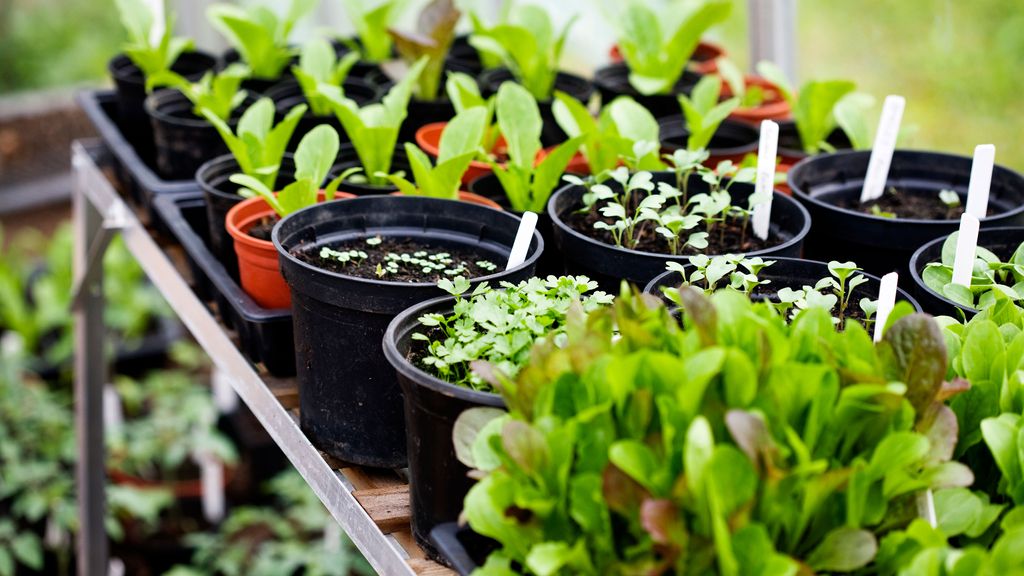 What to plant in January | Homes and Gardens