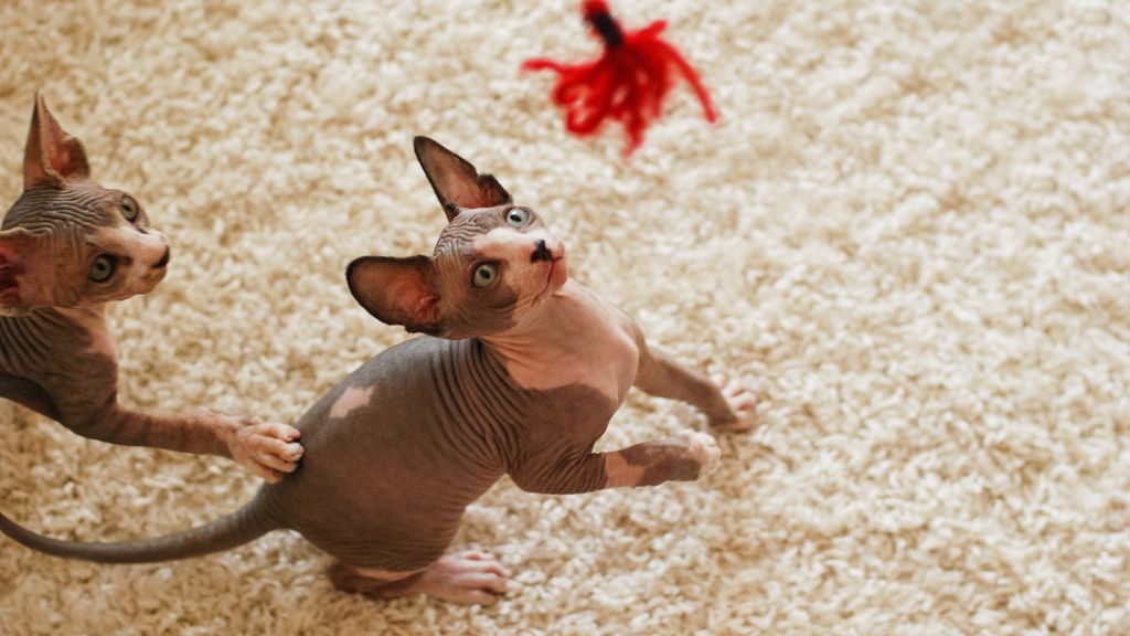 32 things you need to know about sphynx cats | PetsRadar