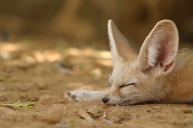 Sleep Tight! Snoozing Animals Gallery | Live Science