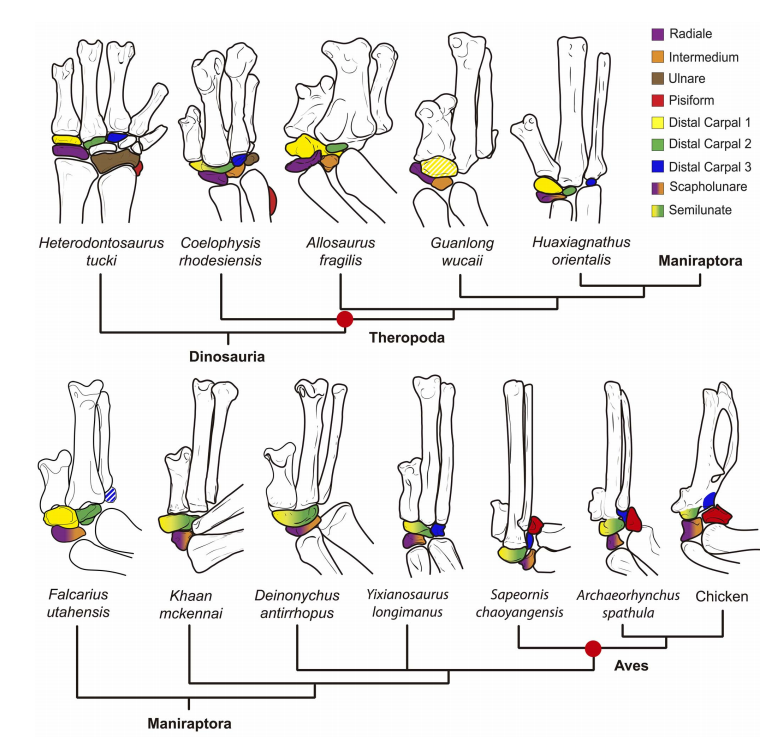 Images: A Dinosaur Wrist Transforms into a Bird Wing | Live Science