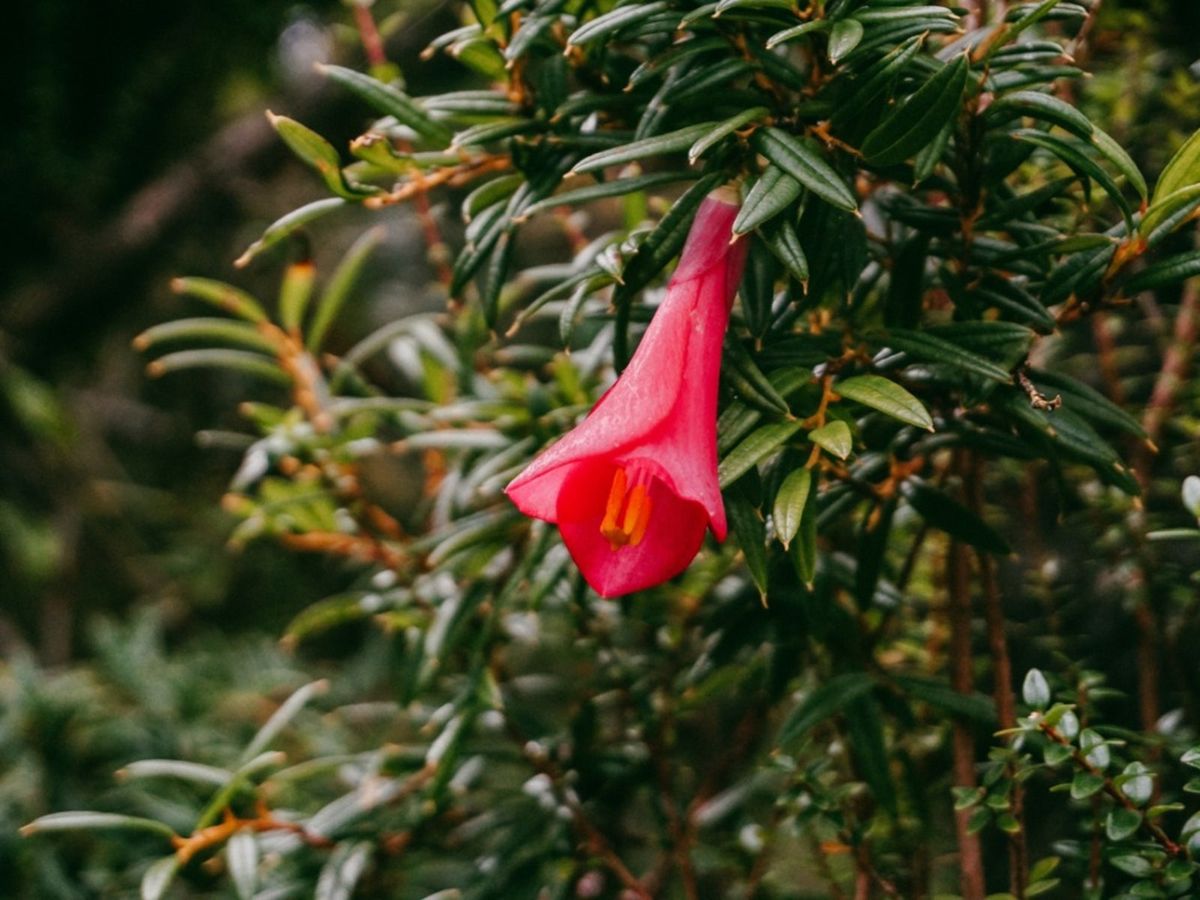 Lapageria Rosea Plants: Tips On Growing Chilean Bellflowers | Gardening ...