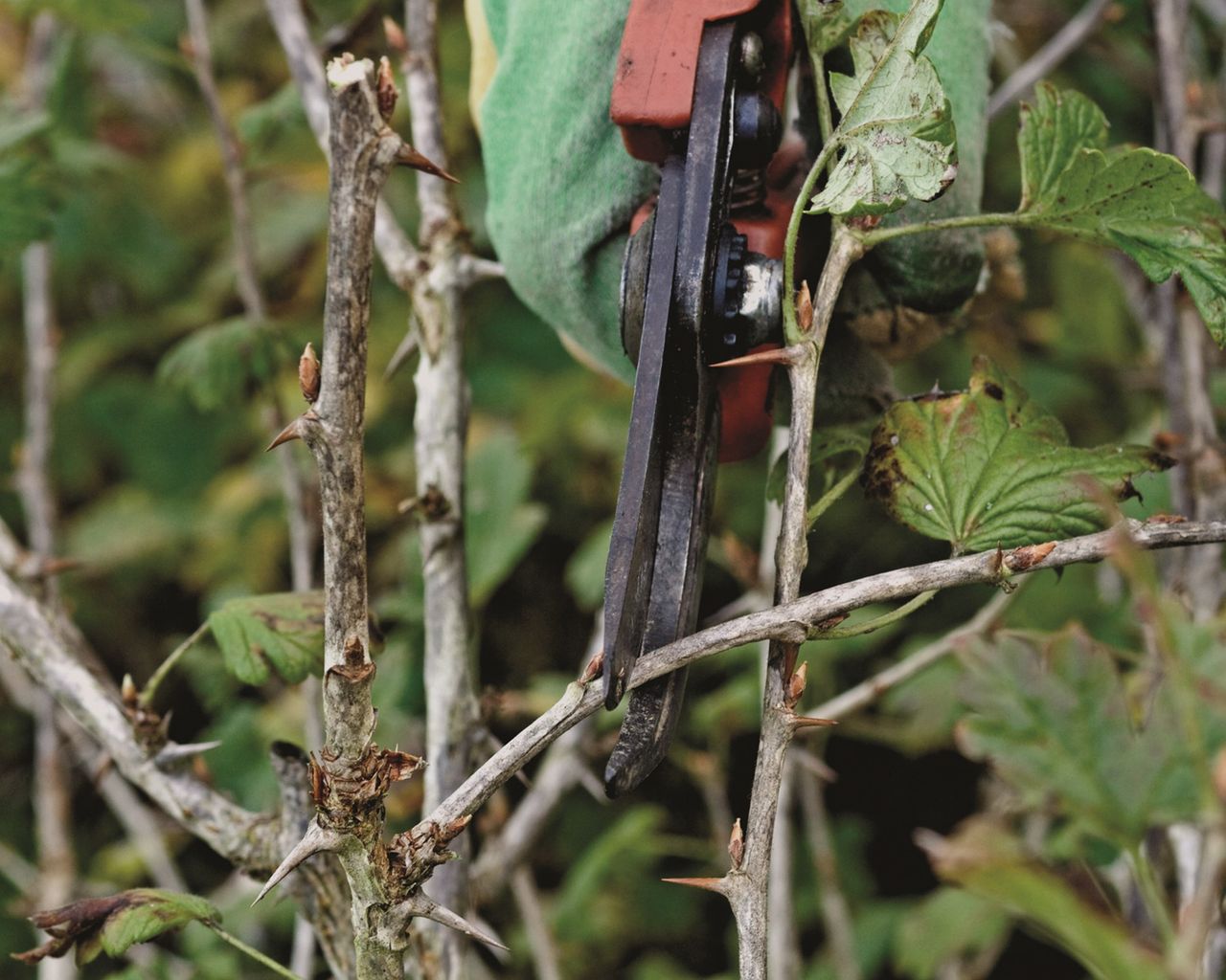 How to do gooseberry pruning for a big harvest | Gardeningetc