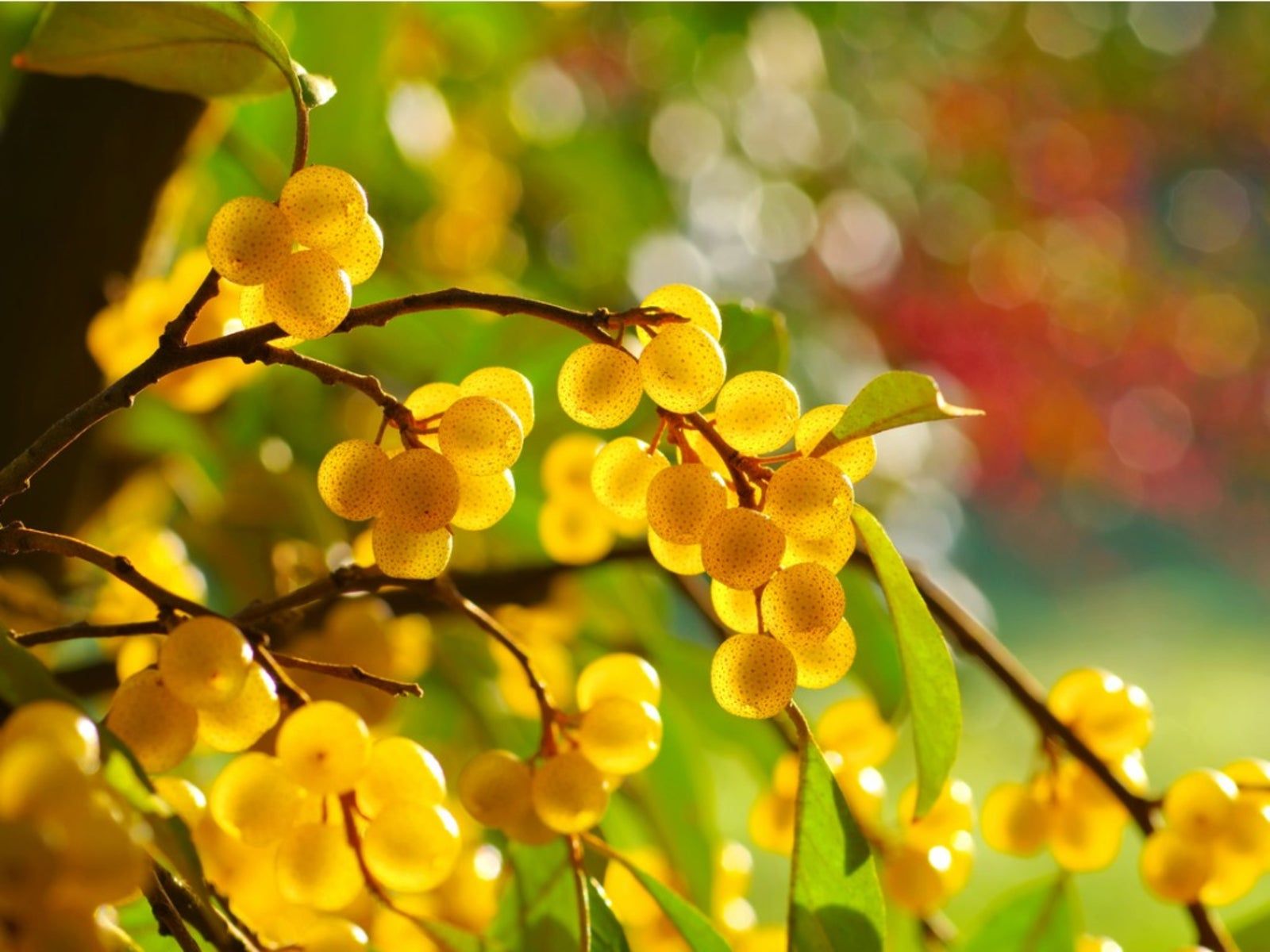 Goumi Berry Information: Learn About Growing Goumi Berries | Gardening ...