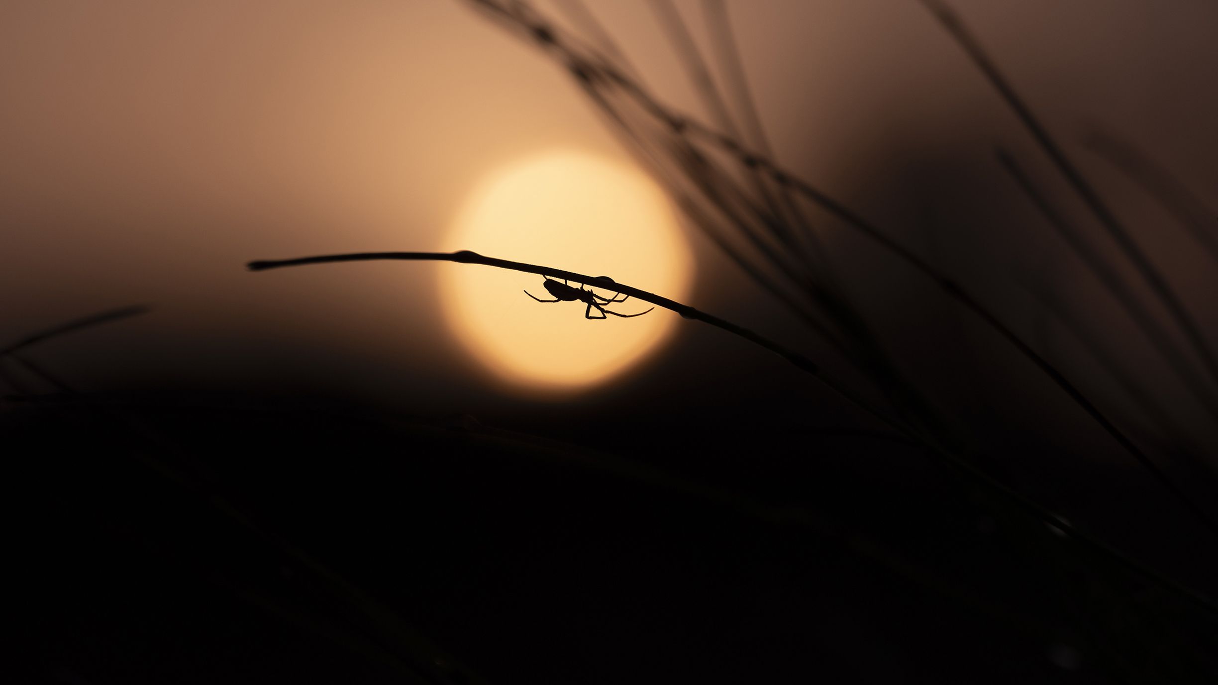 Use natural lighting effects to introduce drama to your macro ...