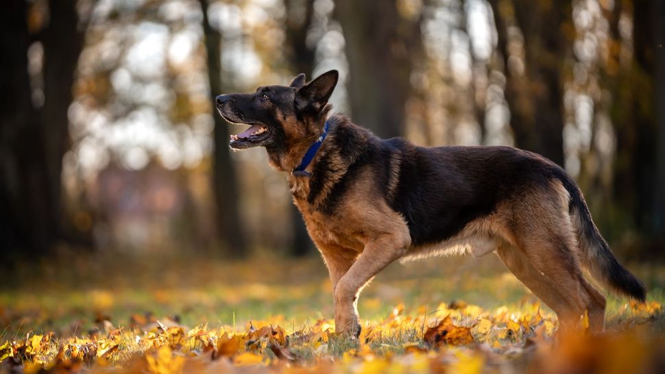 10 things you didn’t know about Joe Biden’s dogs | PetsRadar