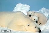 Study: Polar Bear Genitals are Shrinking | Live Science