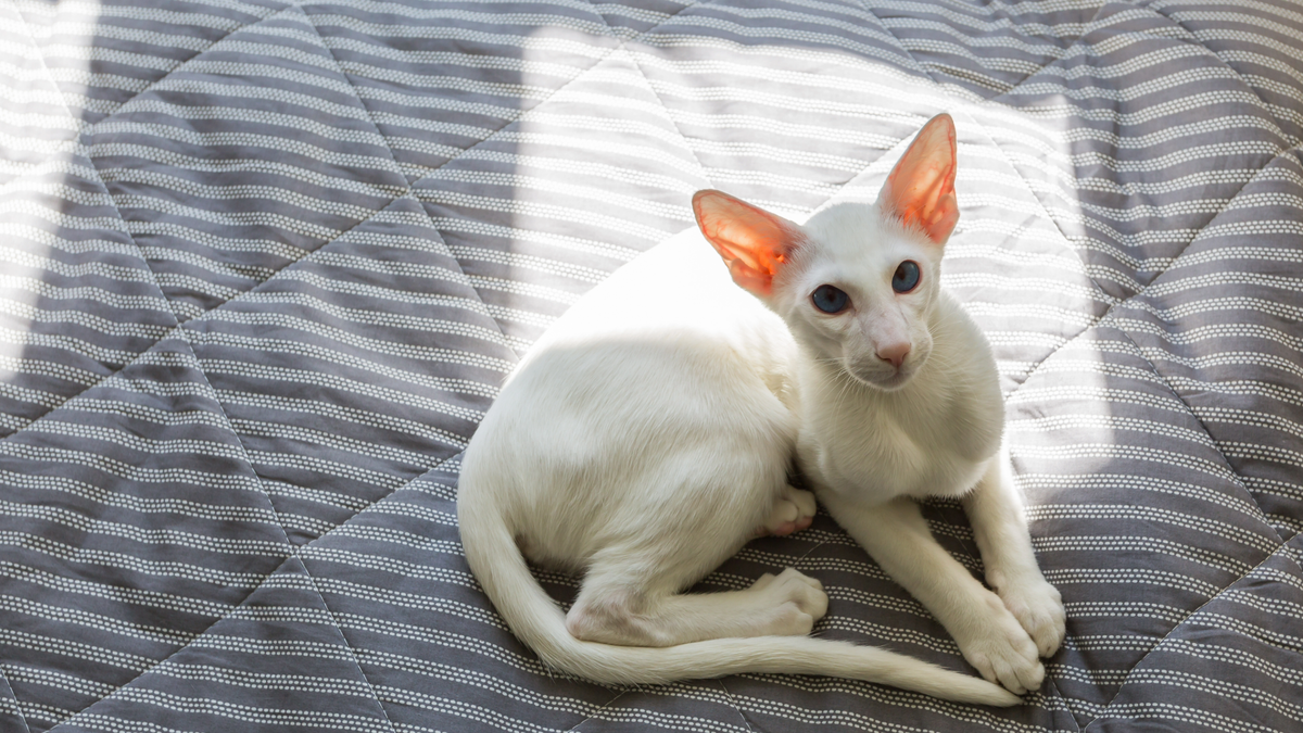 Hypoallergenic cat breeds: The 12 best options for allergy sufferers ...