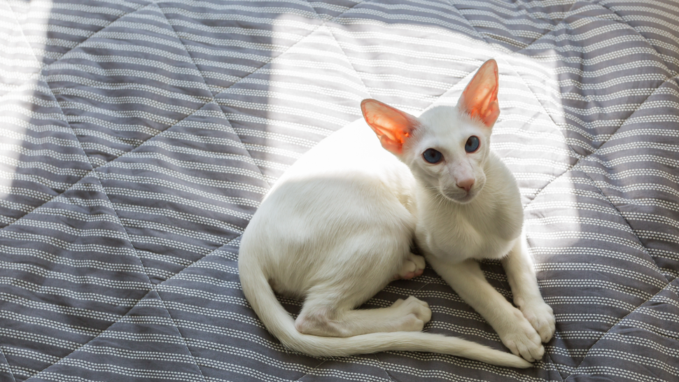 Hypoallergenic cat breeds: The 12 best options for allergy sufferers ...