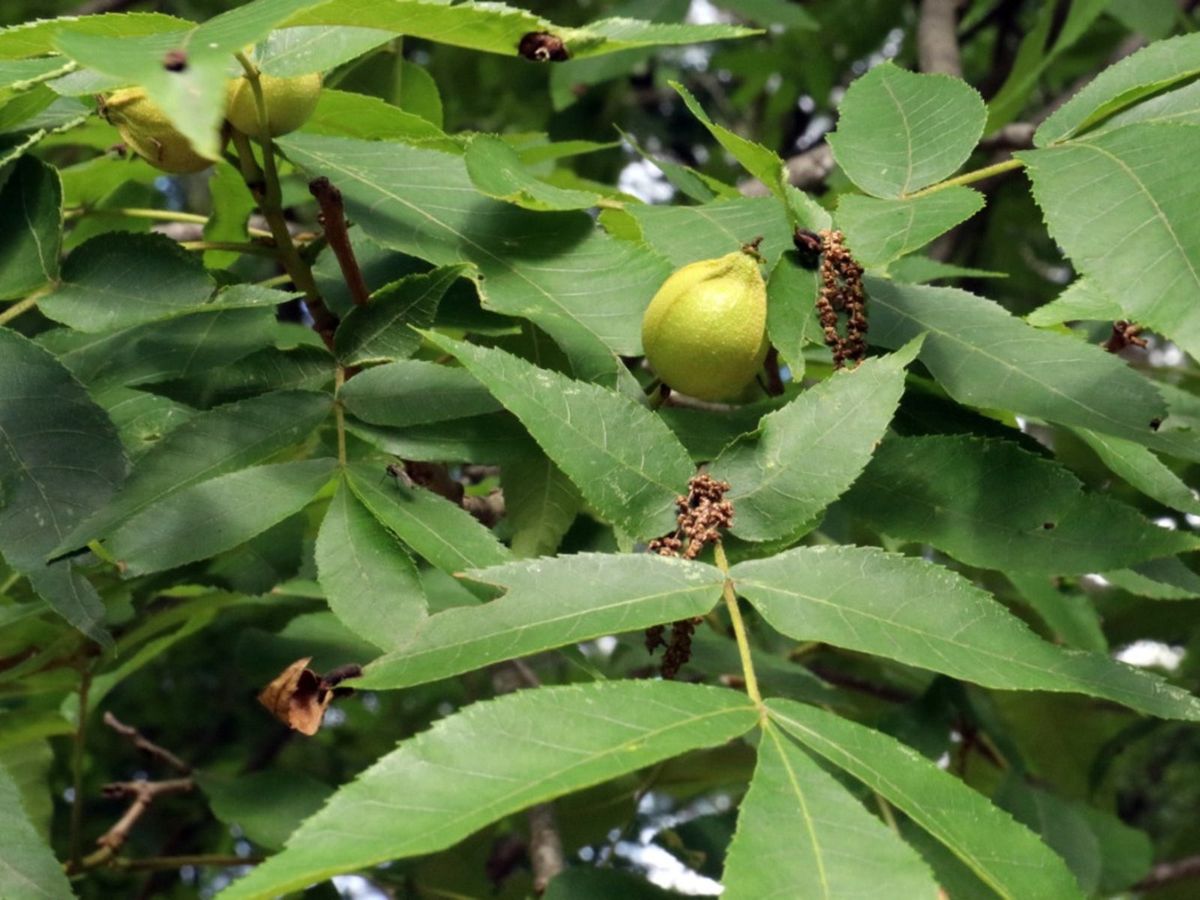 Tips For Picking Butternuts - Learn When To Harvest Butternuts ...