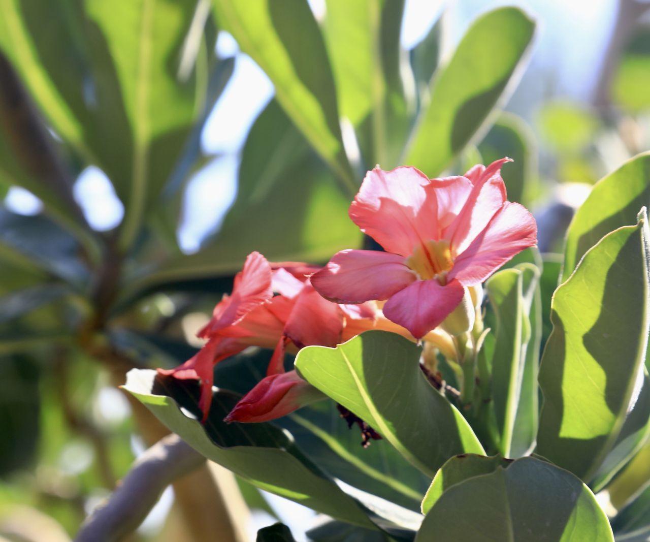 How to grow a desert rose: for a tropical and vibrant shrub | Homes and ...