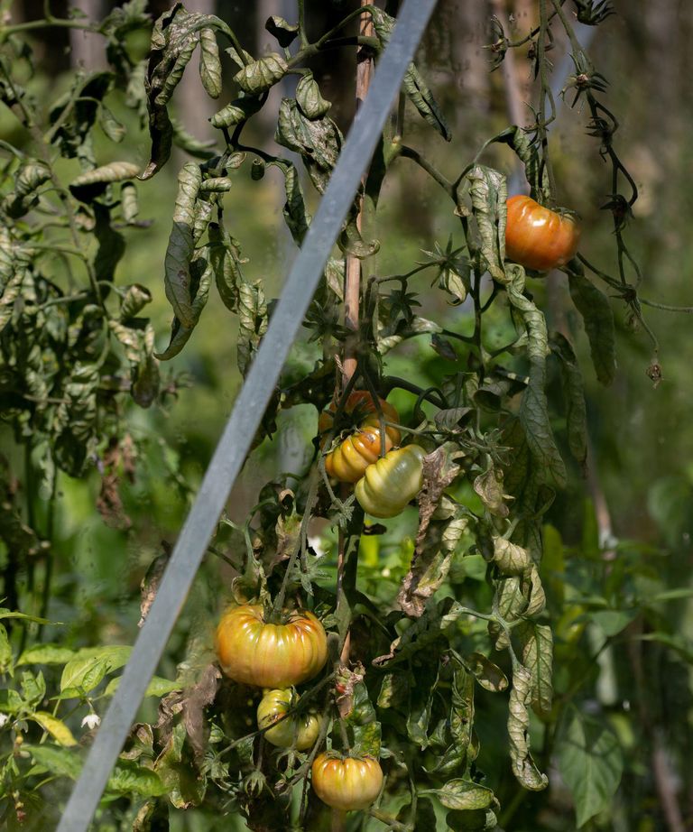 Overwatering plants: identify, avoid, and repair the damage | Gardeningetc