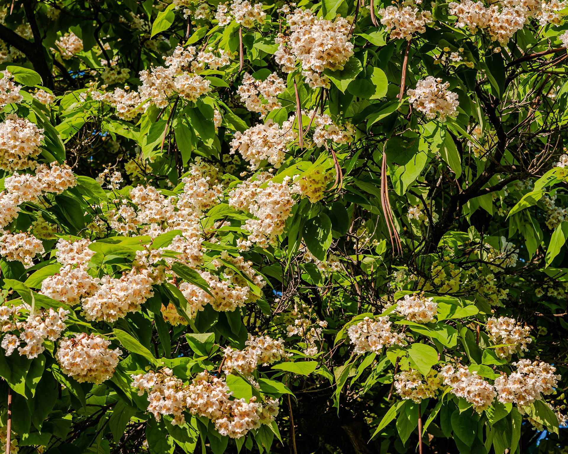 7 Trees That Will Devalue Your Home – Check Before You Plant | Gardening Know How