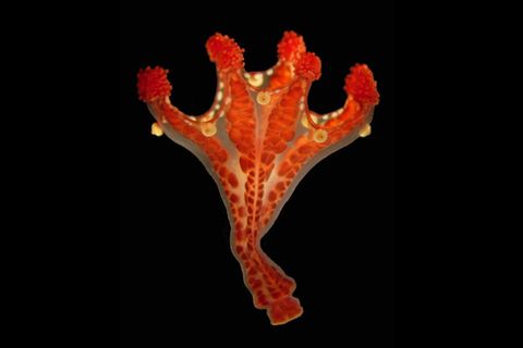 Most Ocean Species Remain Undiscovered | Sea Animals | Live Science