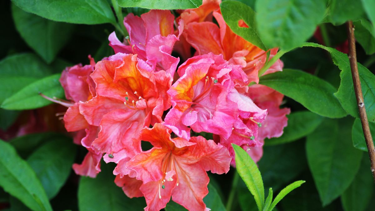 8 Noteworthy Native Azaleas You Should Know – And Grow! | Gardening ...