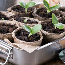 Tips & Information about Seeds | Gardening Know How