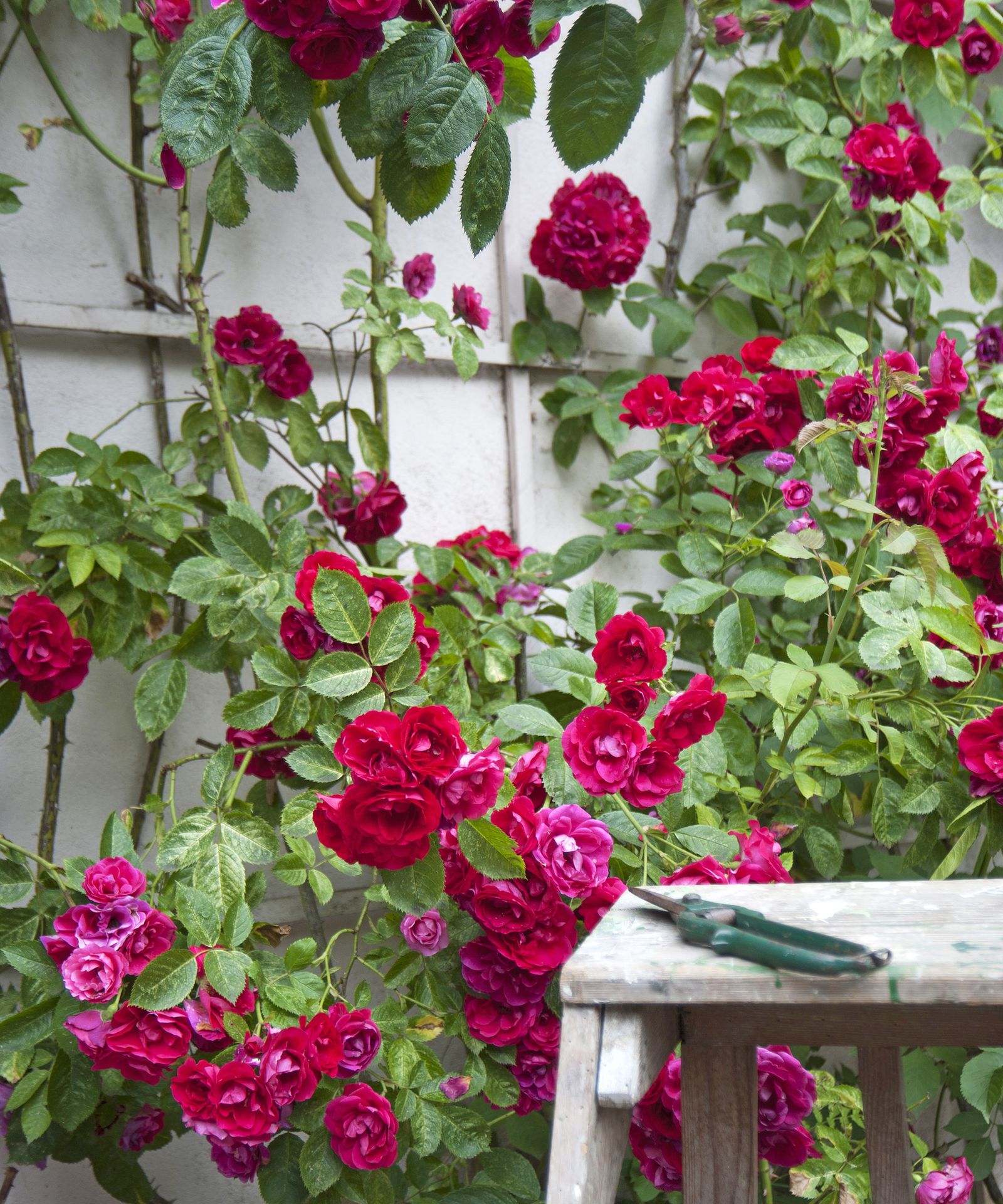 When To Prune Roses: The Best Timing For Every Variety | Gardening Know How