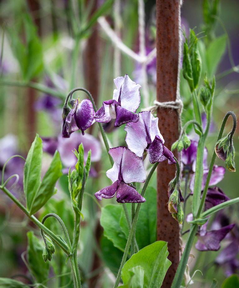 What to plant in December: the best flowers, fruit and veg | Homes and ...