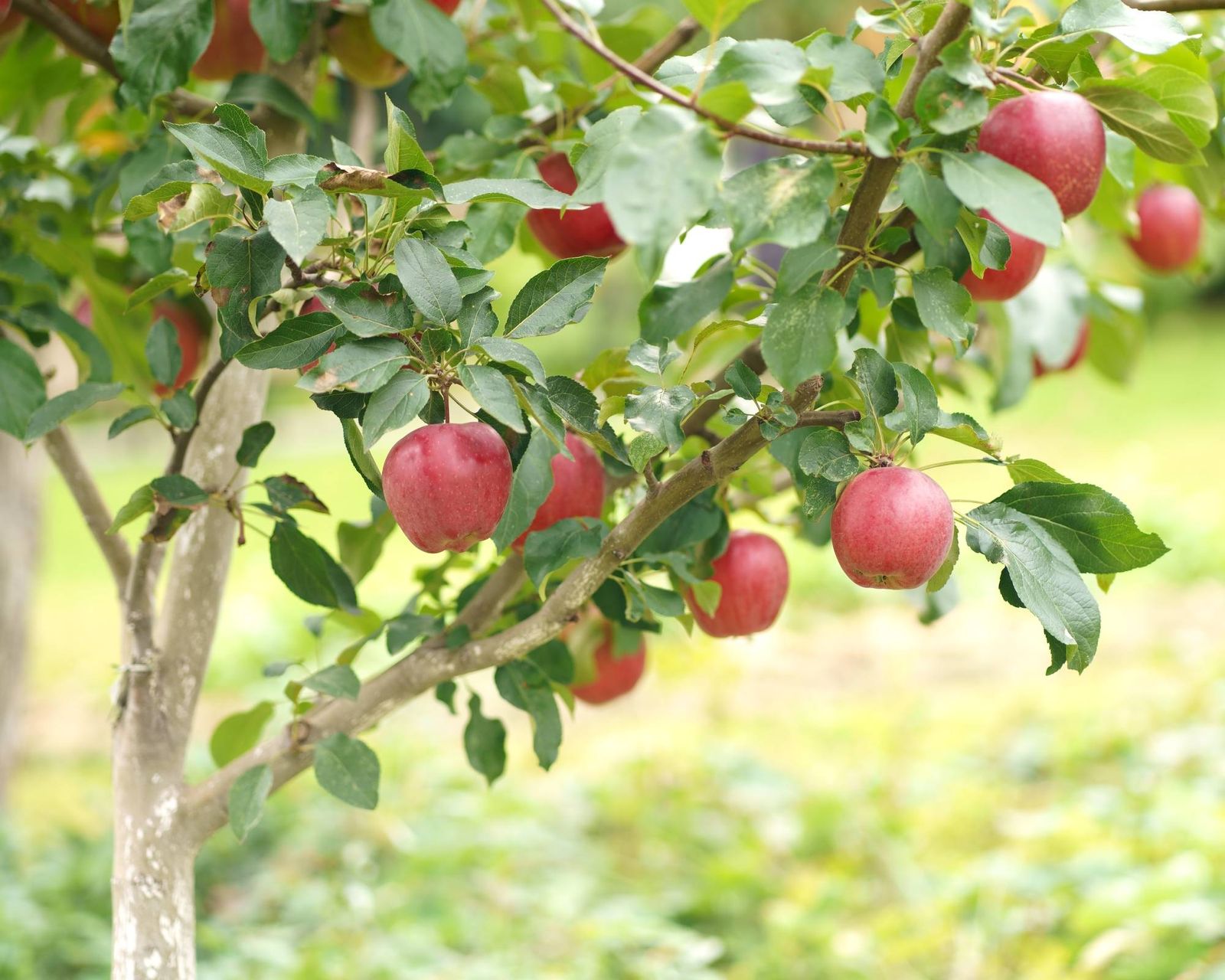 February Is the Perfect Time to Plant These 6 Trees | Gardening Know How