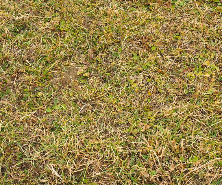Why is my lawn yellowing in winter? An expert guide | Homes and Gardens