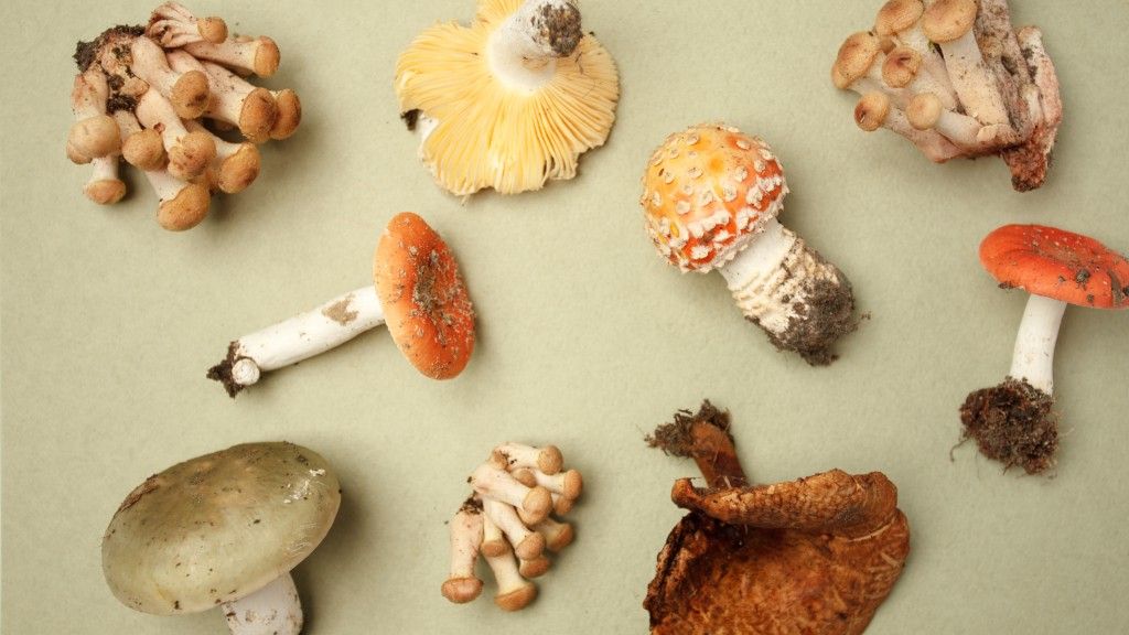 Common Types Of Edible Mushrooms