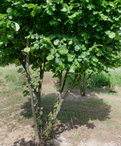 Hazelnut care and growing guide: top tips | Gardeningetc