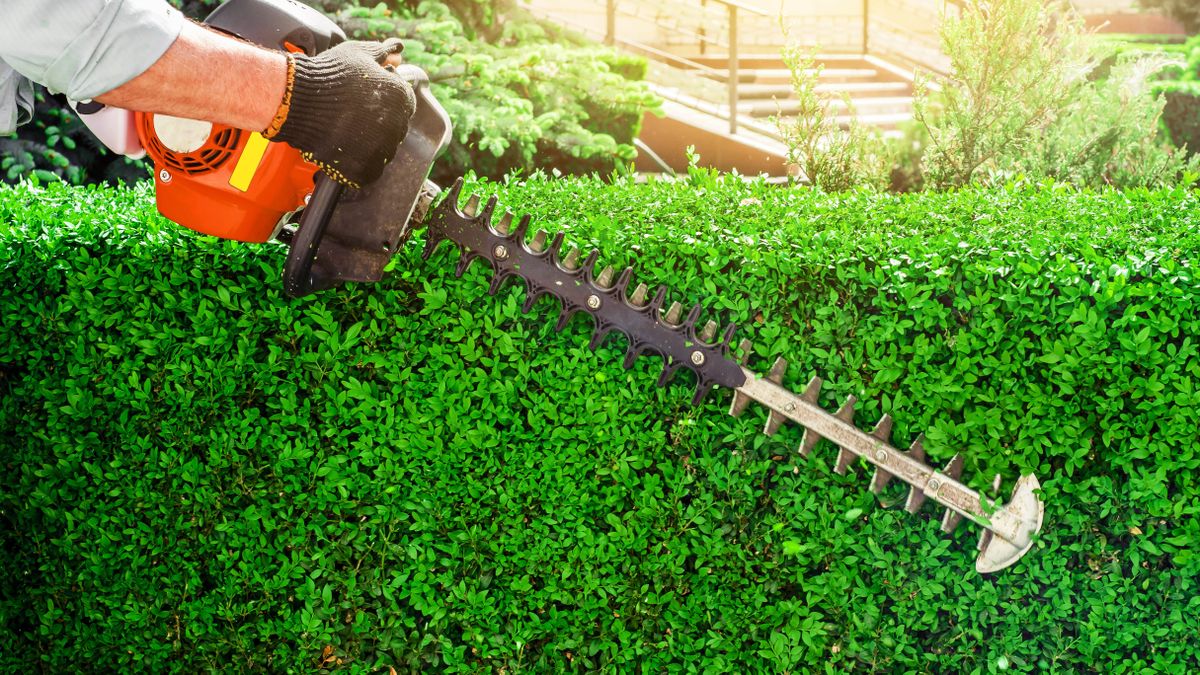 5 expert tips for shaping your hedge like a professional | Tom's Guide
