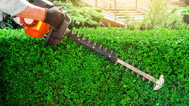 5 expert tips for shaping your hedge like a professional | Tom's Guide