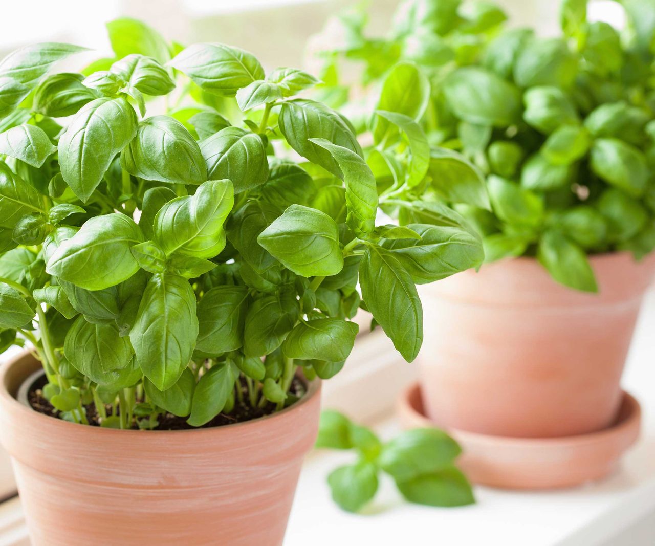 A step-by-step guide to drying and store home-grown basil | Homes and ...