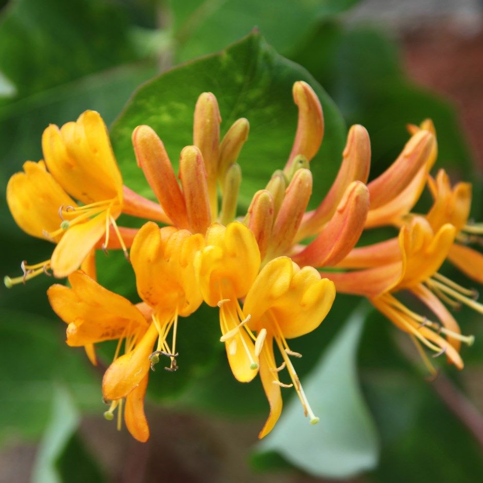 Honeysuckle growing tips: expert advice for this climber | Gardeningetc