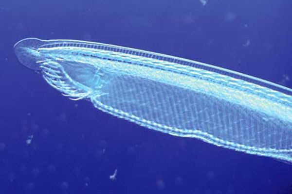 Articles by Jennifer Viegas, Discovery News | Live Science