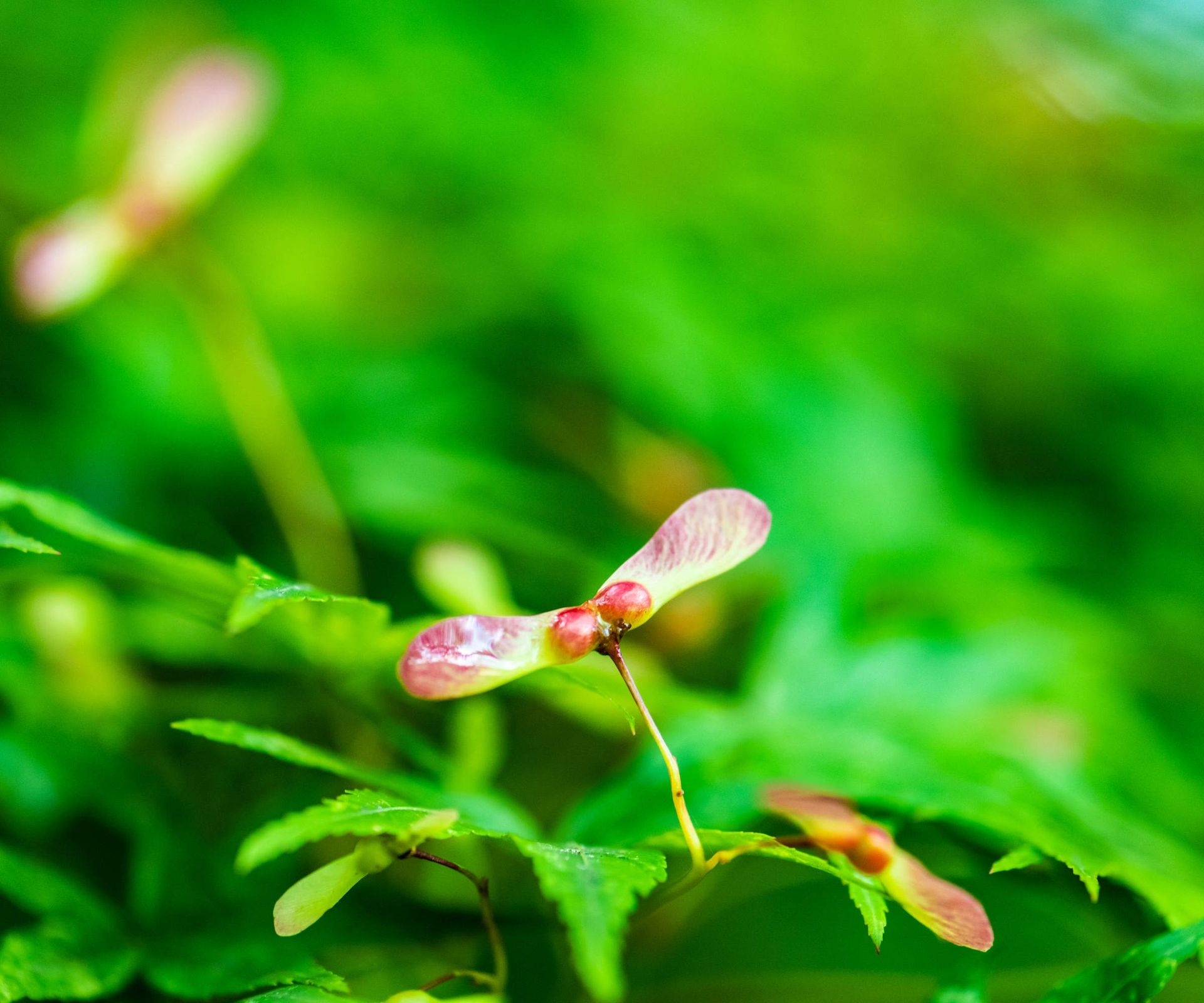 How to grow a Japanese maple from seed - expert tips | Homes and Gardens