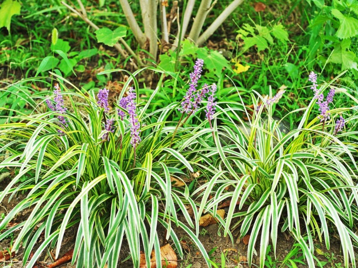 Tips For Transplanting Monkey Grass In The Landscpae | Gardening Know How