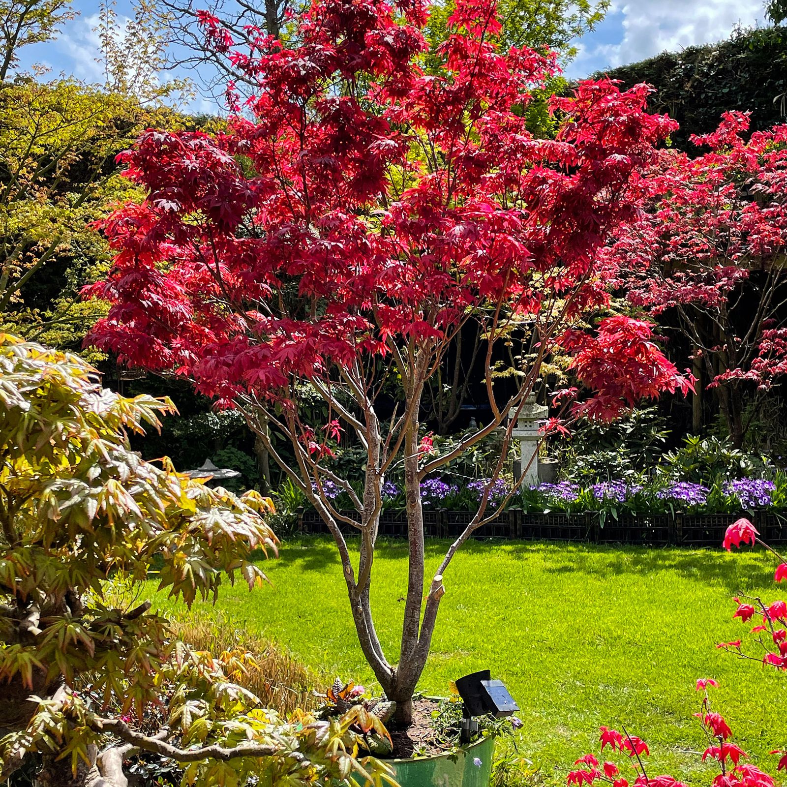 5 best trees to grow in pots, according to experts | Ideal Home