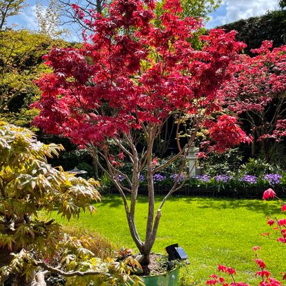 5 best trees to grow in pots, according to experts | Ideal Home